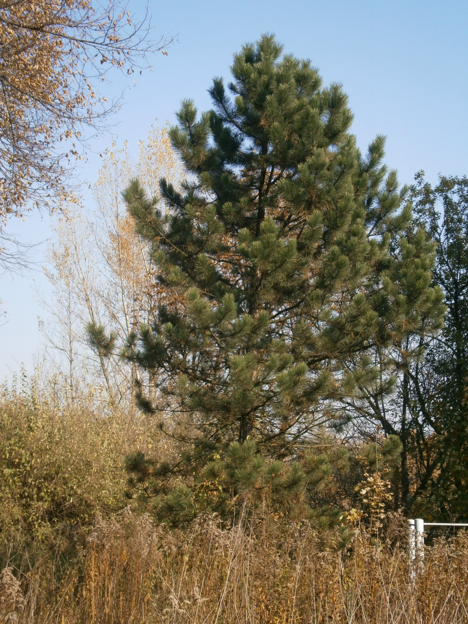 BOROVICE ČERNÁ :: VZROSTLÉ STROMY